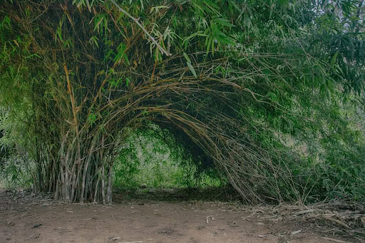 The Ultimate Guide to Bamboo Removal: Say Goodbye to Stubborn Growth